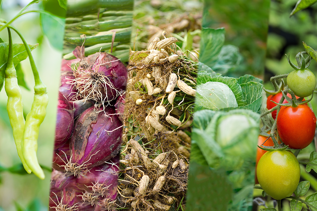 Imunit® 75/75 SC Insektisida | BASF Crop Solutions Indonesia