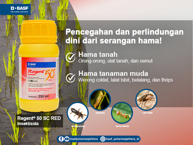 Memahami Pestisida: Translaminar, Kontak, dan Sistematis serta ...